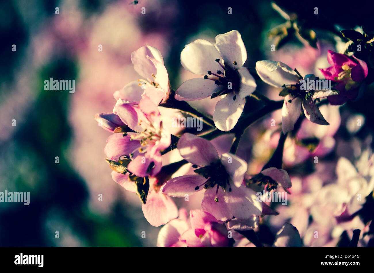 Aronia arbutifolia hi-res stock photography and images - Alamy