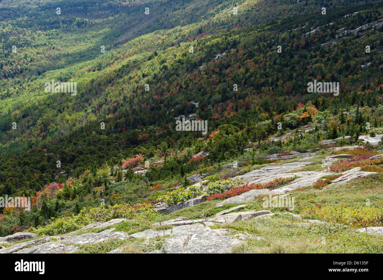 Fall foliage turning red and orange amid evergreen forests, Cadillac ...