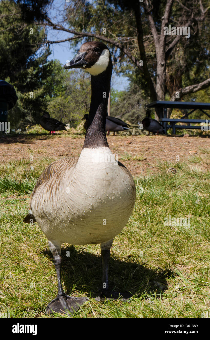 White cheek goose hi-res stock photography and images - Alamy