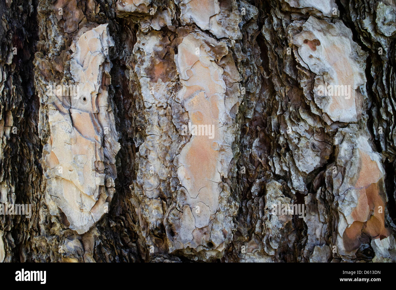 Old red cedar tree hi-res stock photography and images - Alamy