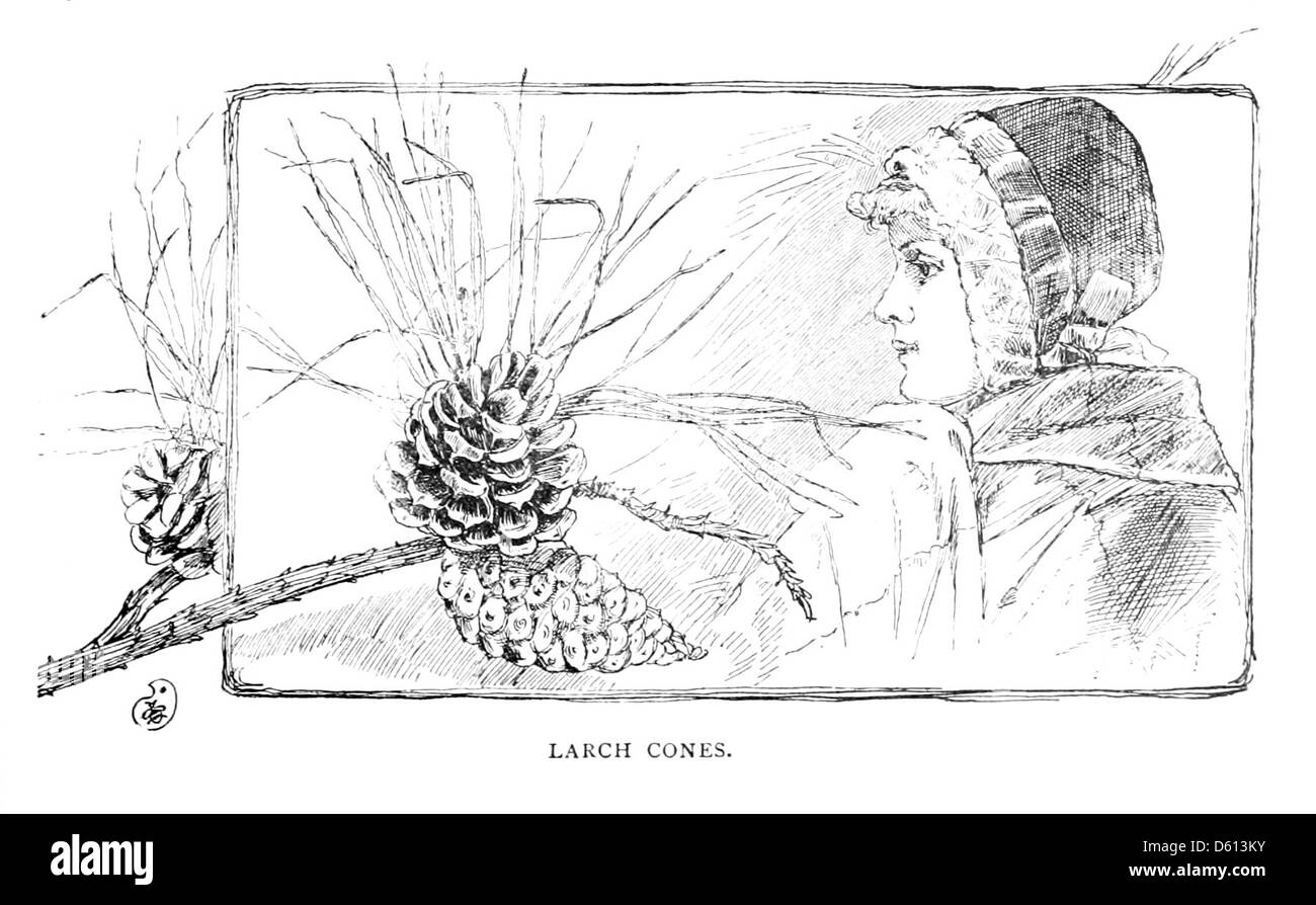 Drawing of larch hi-res stock photography and images - Alamy