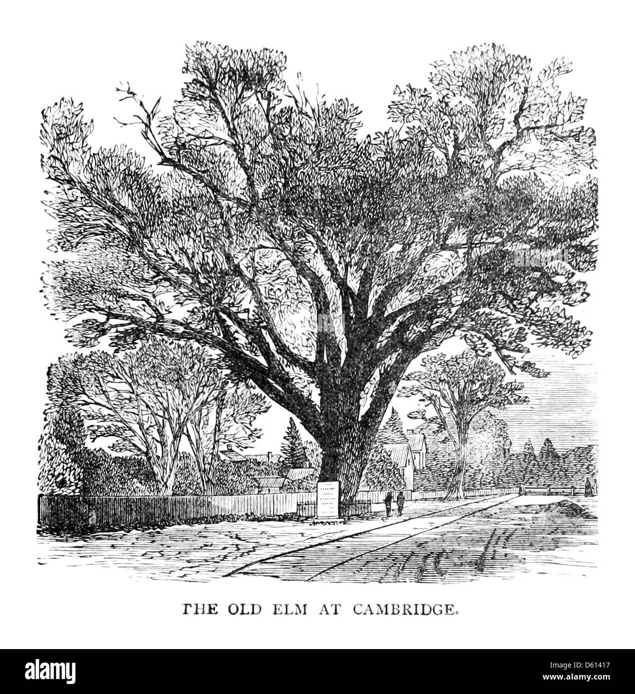 This 1884 photograph captures the Old Elm tree in Cambridge ...