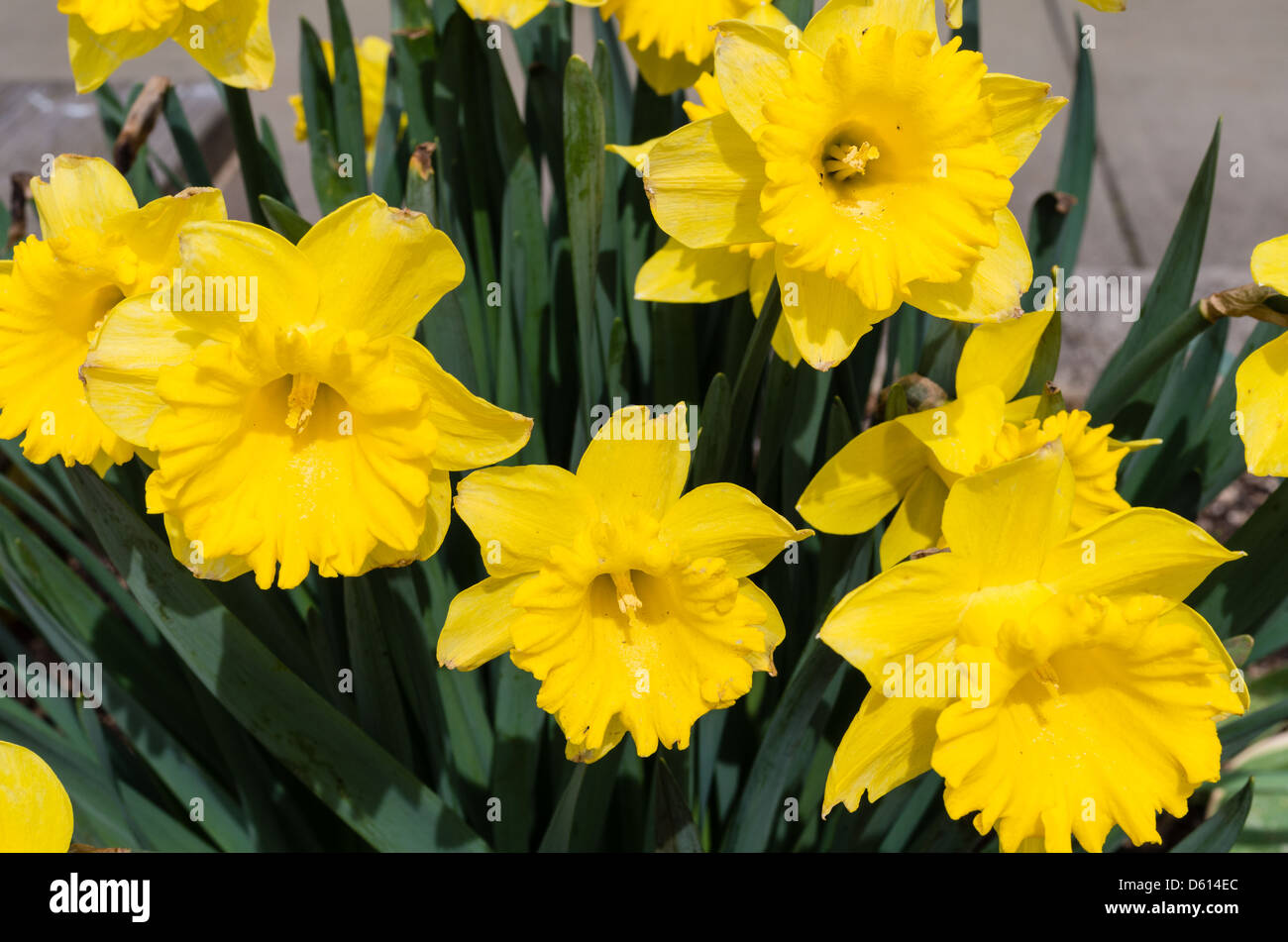 Daffodil bulbs full plant hi-res stock photography and images - Alamy
