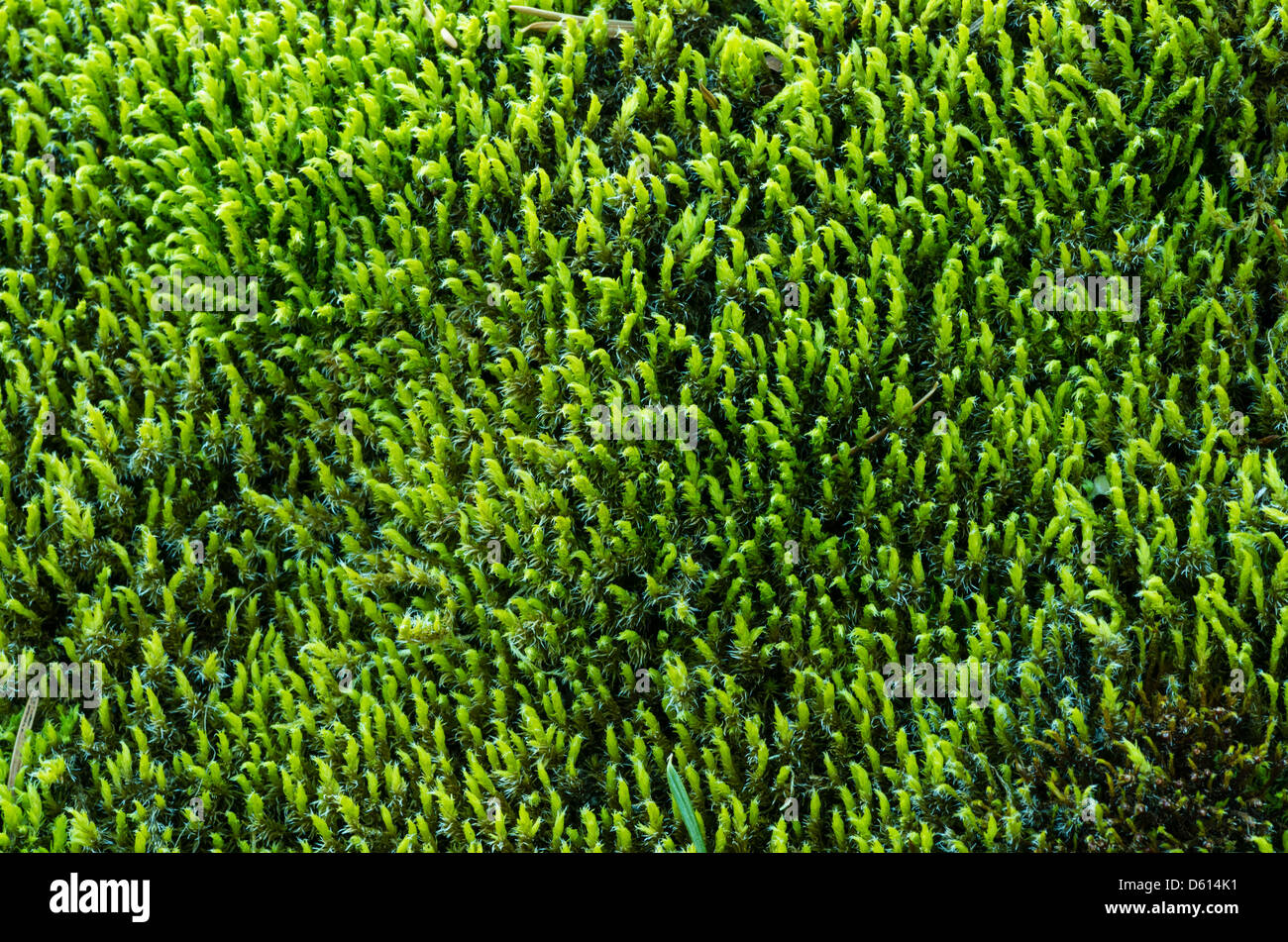 Green moss growing in the forest for use as background texture Stock ...