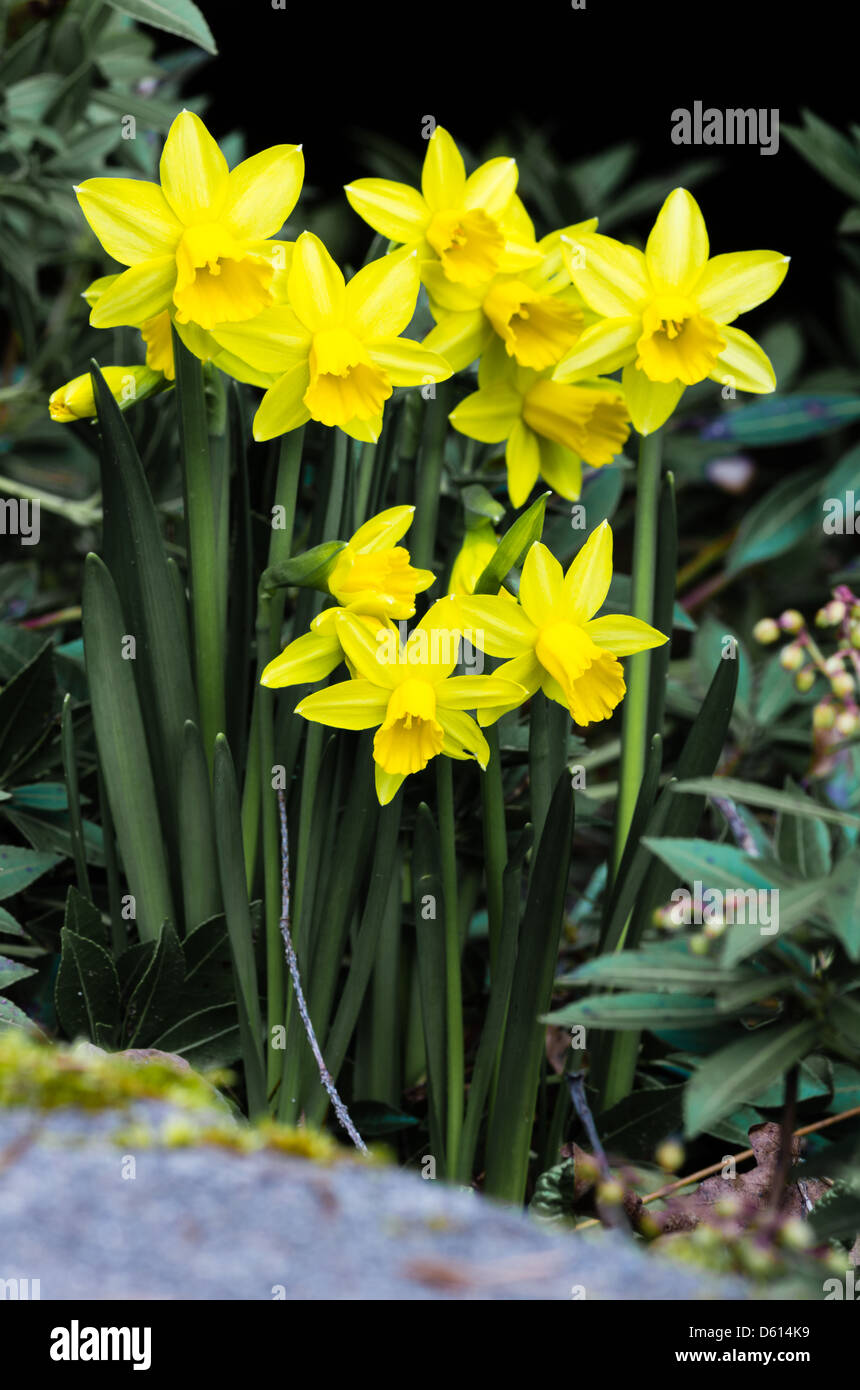Yellow Daffodil flowers in full bloom in the garden Stock Photo - Alamy