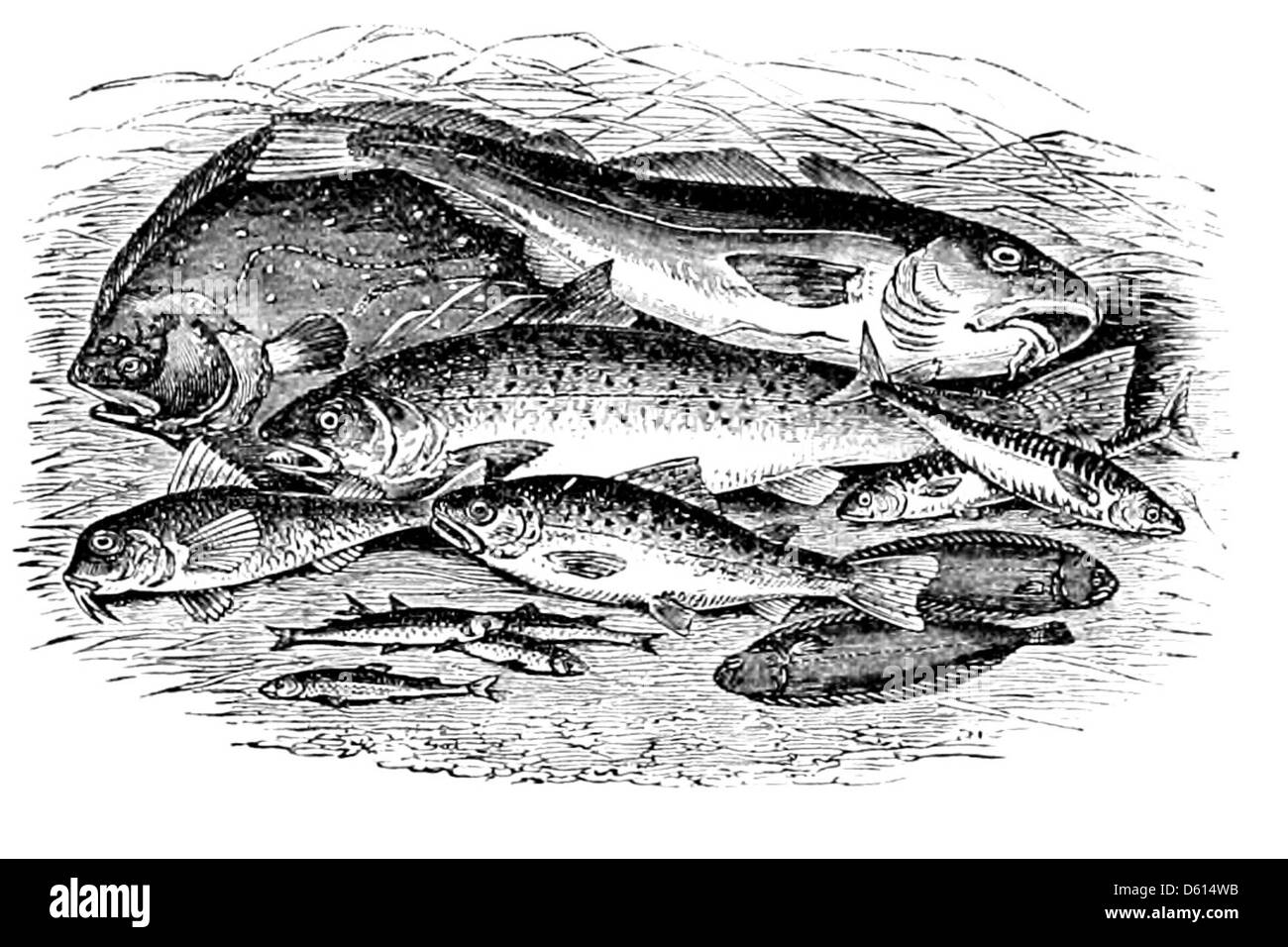 Types of fish illustration Cut Out Stock Images & Pictures - Alamy