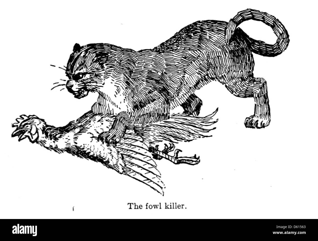 A 1916 illustration from 'The Domestic Cat,' showing the cat’s role as ...