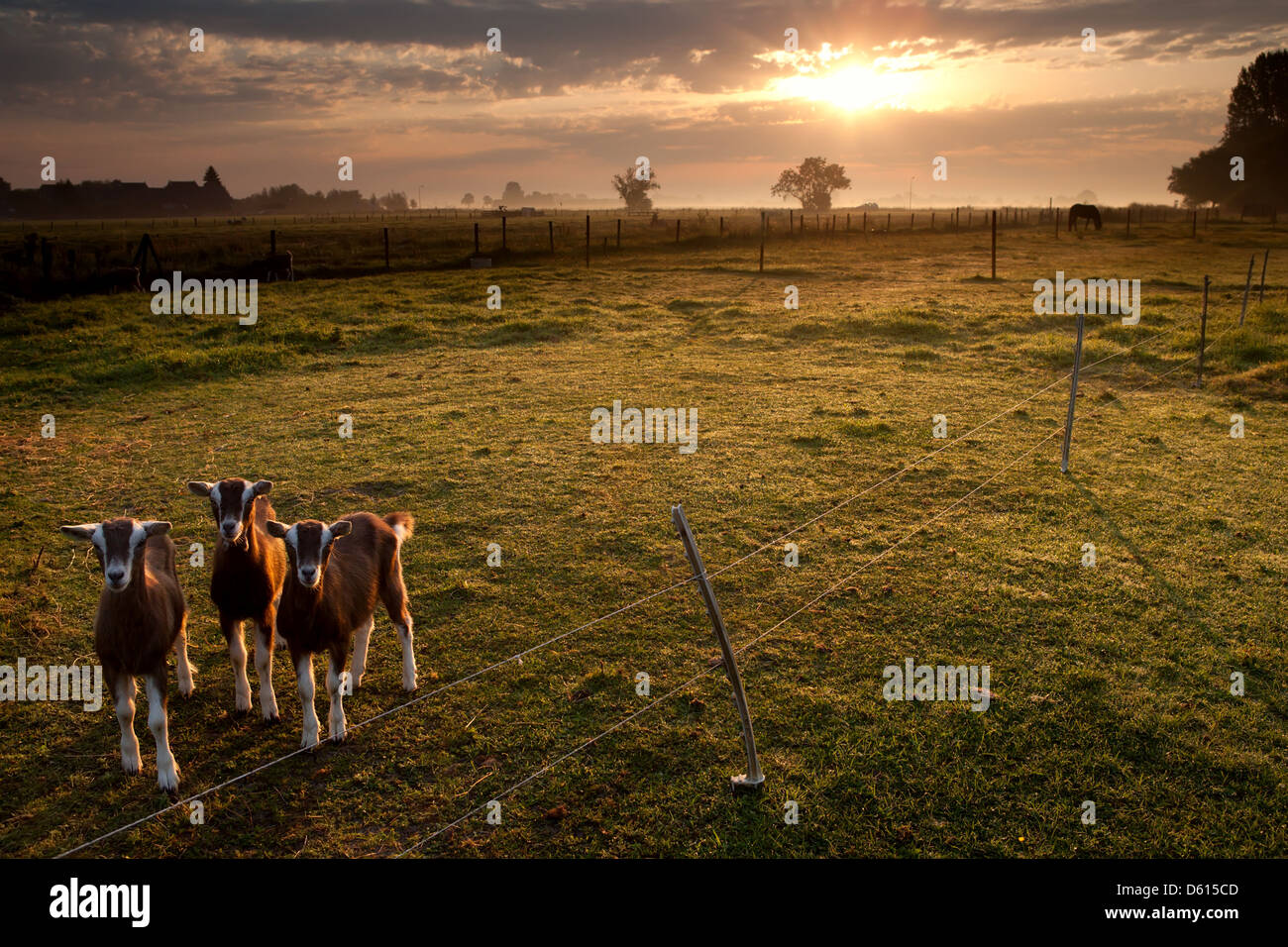 goats on pasture Stock Photo - Alamy