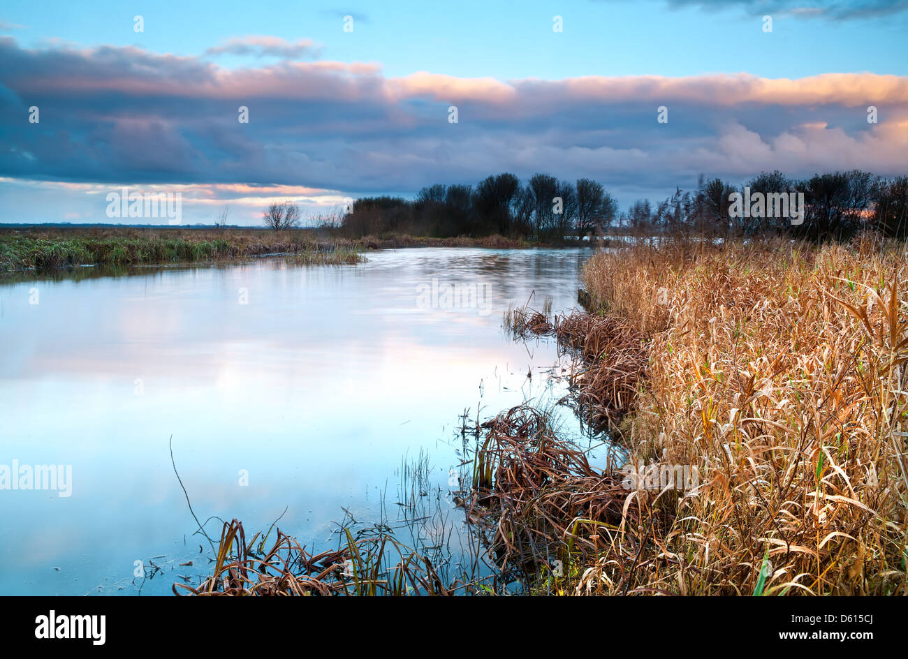 wild little pond in morning Stock Photo - Alamy