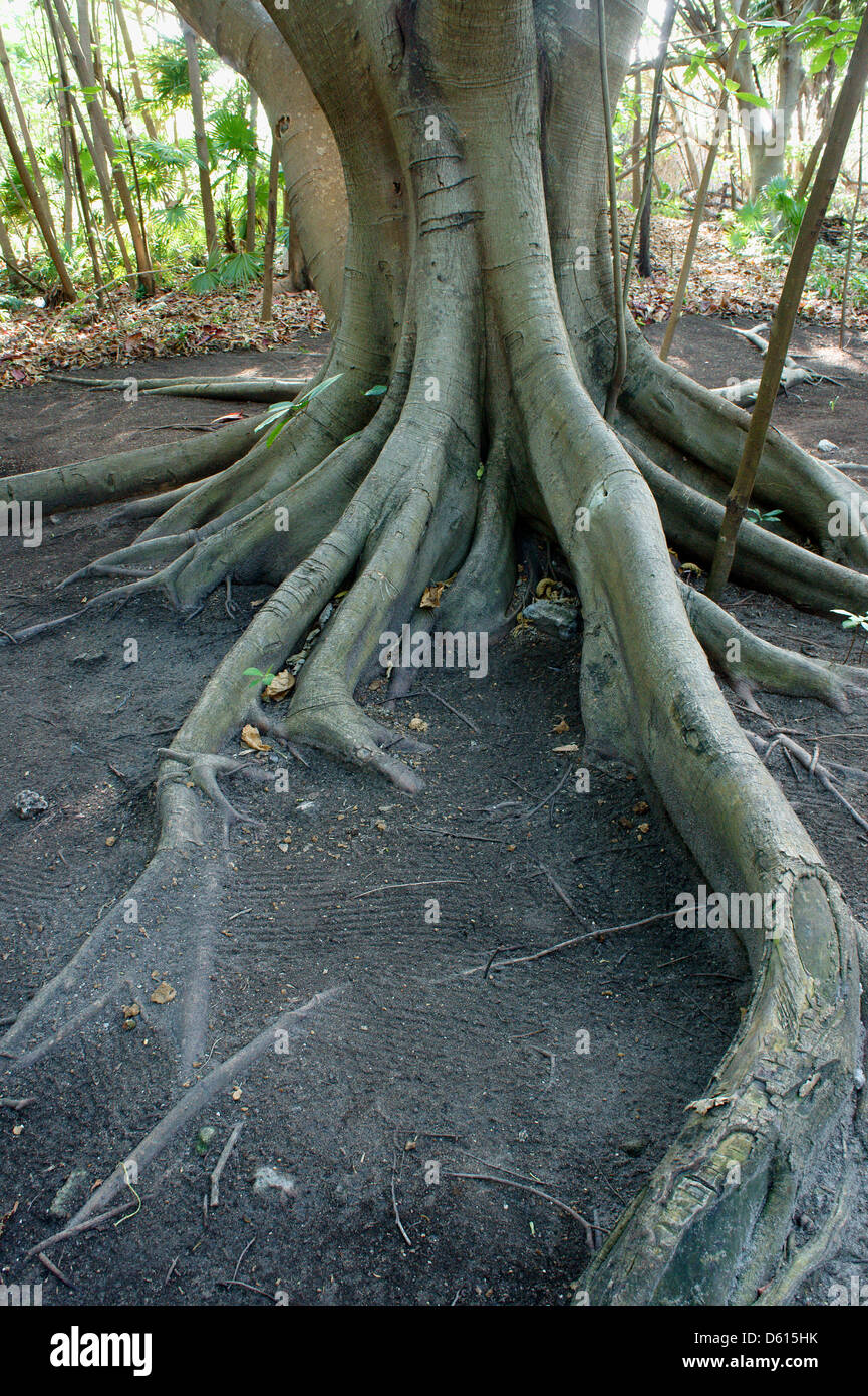 Tree roots, San Miguelito archaeological site adjacent to the new Museo ...