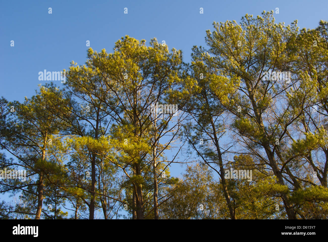 Florida trees hi-res stock photography and images - Alamy