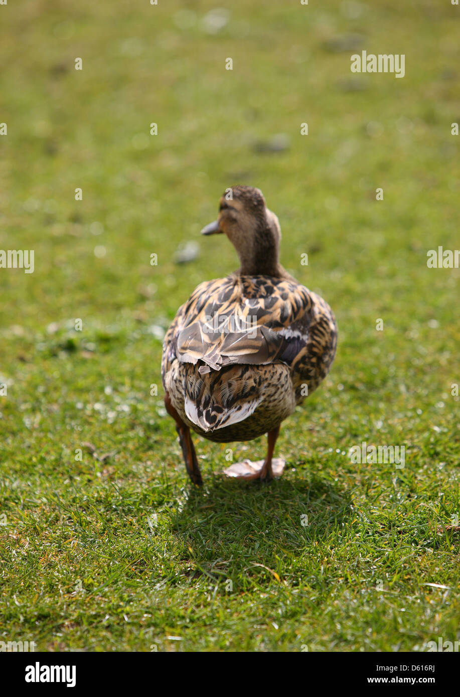 Duck Walking on Grass Stock Photo - Alamy