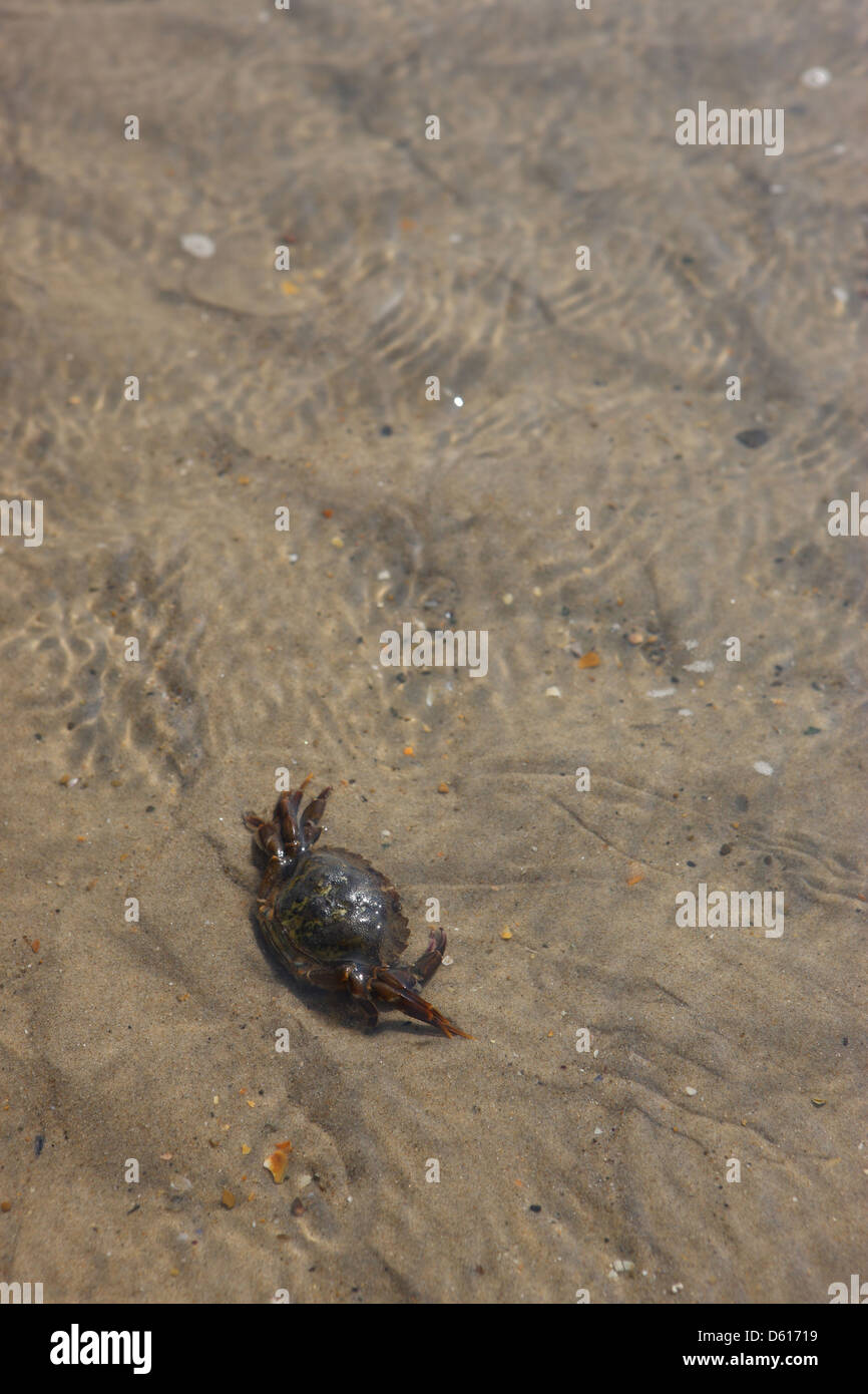 Crab in the shallow water Stock Photo - Alamy