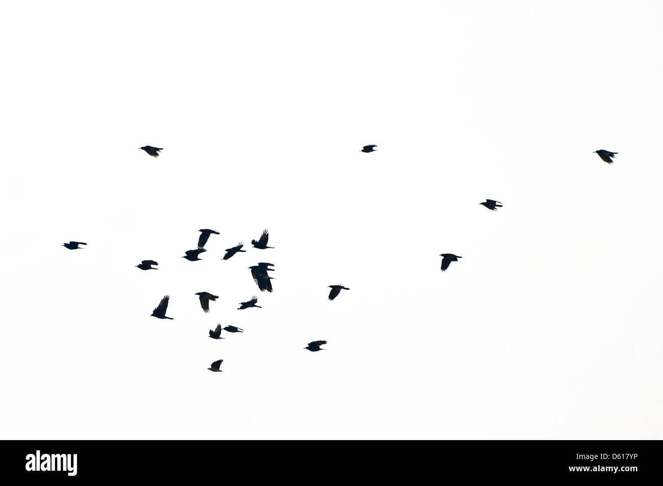 flock of crows Stock Photo - Alamy