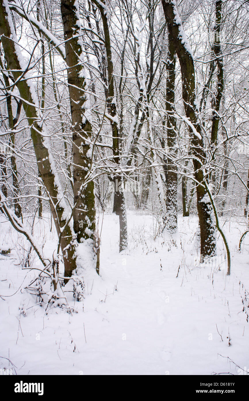 snow falling in a forest Stock Photo - Alamy