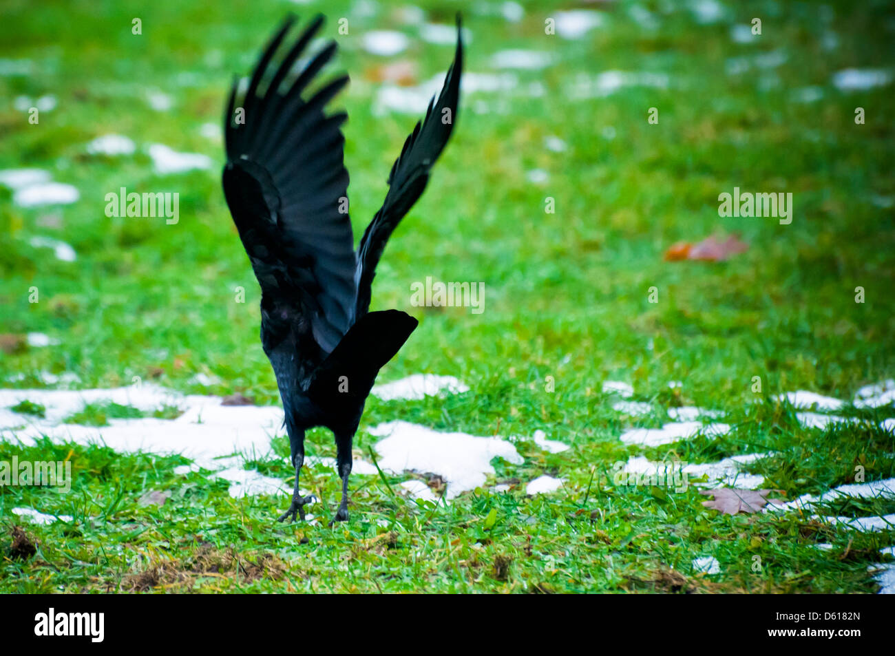 crow taking off to fly Stock Photo - Alamy