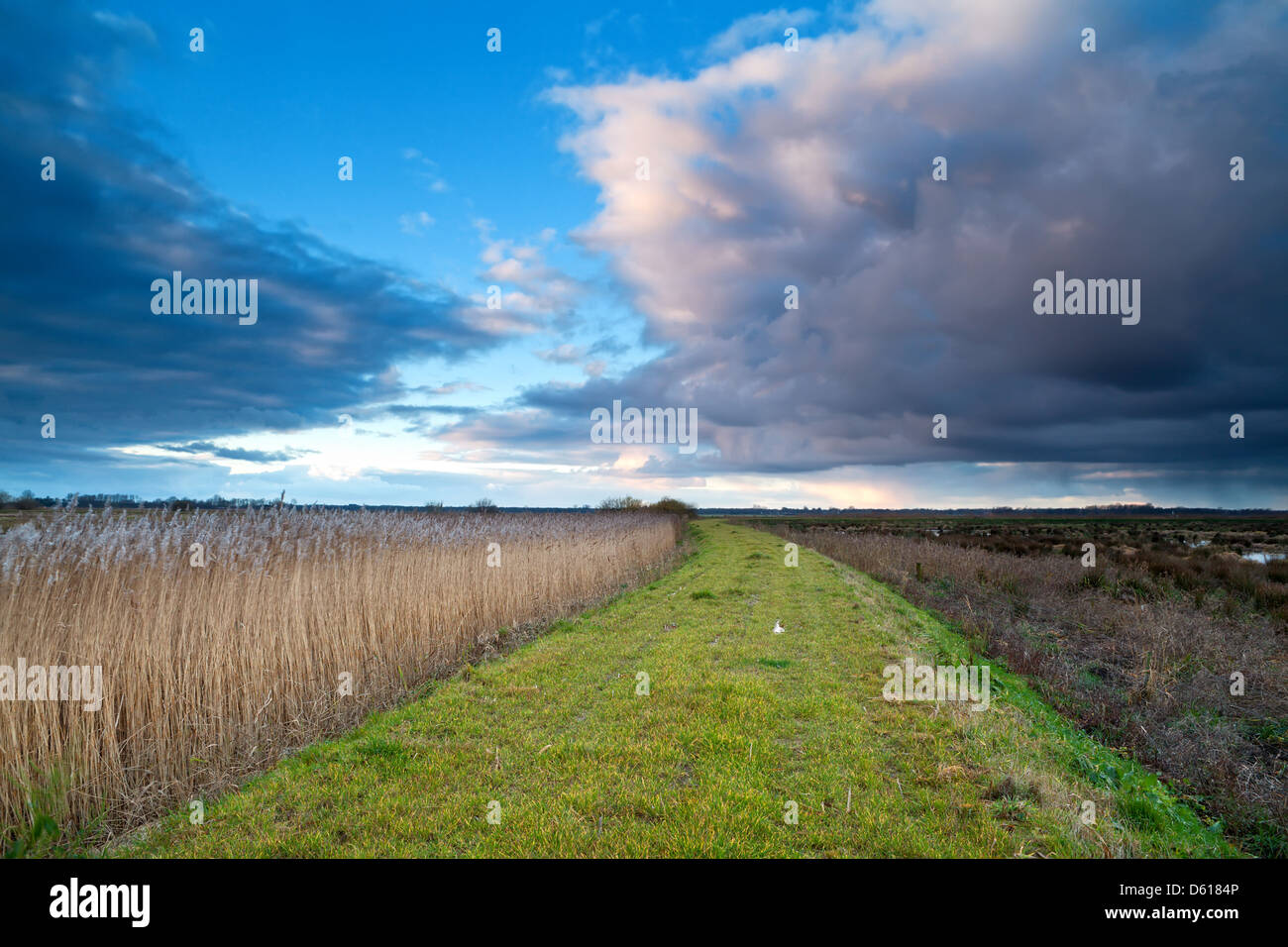 path through swamp in morning storm Stock Photo - Alamy