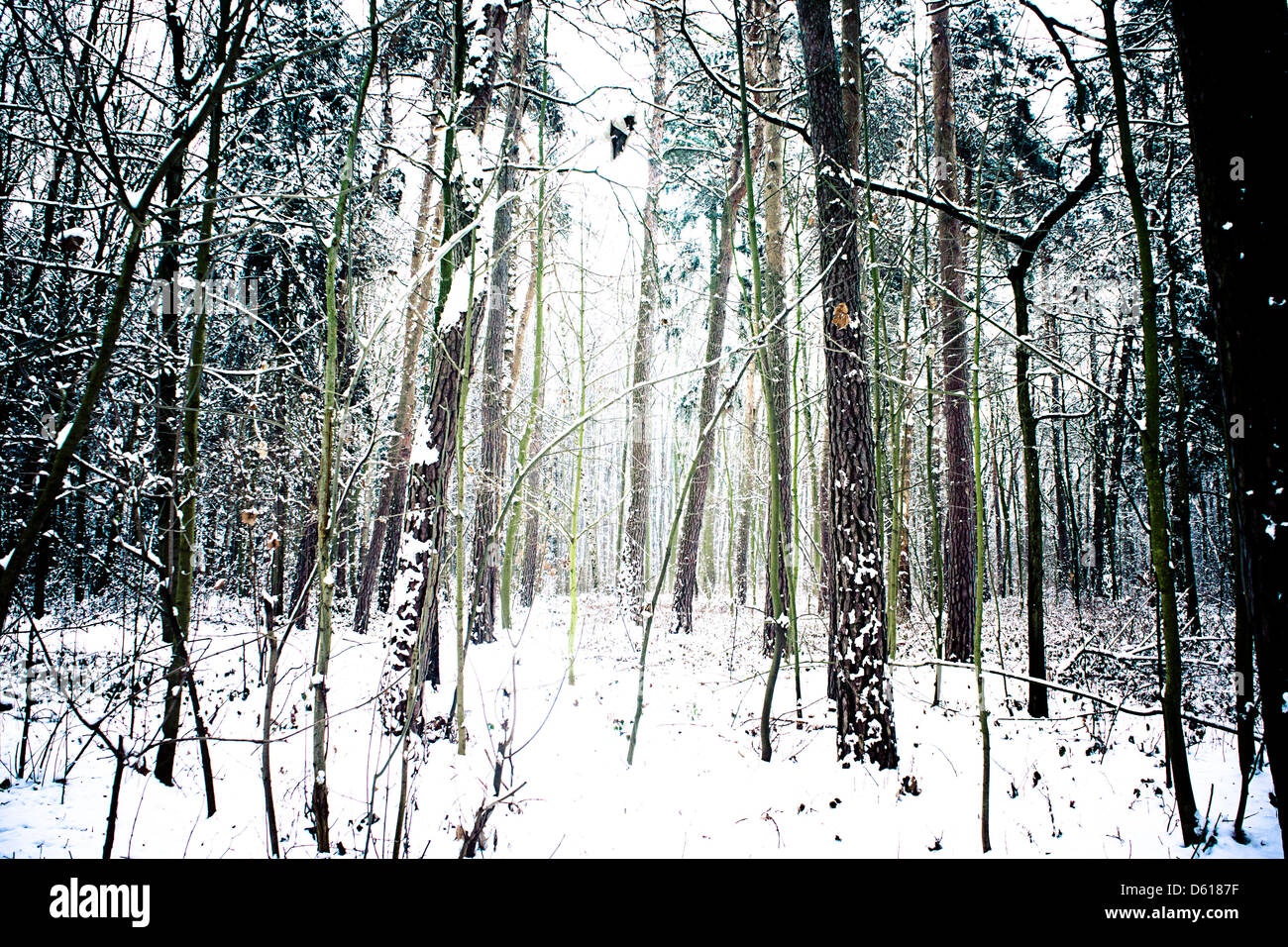 snow falling in a forest Stock Photo - Alamy