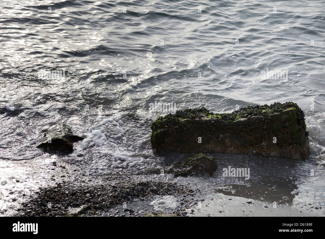 Shells adriatic sea hi-res stock photography and images - Alamy