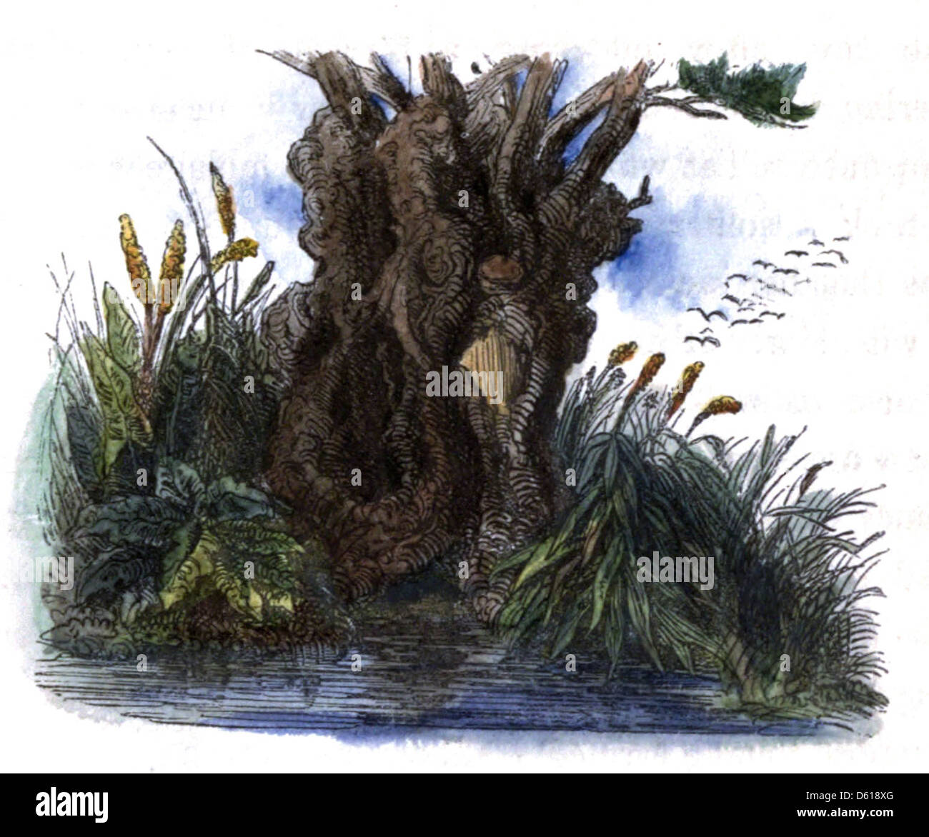 The child's fairy library ([1837-38?] Stock Photo - Alamy