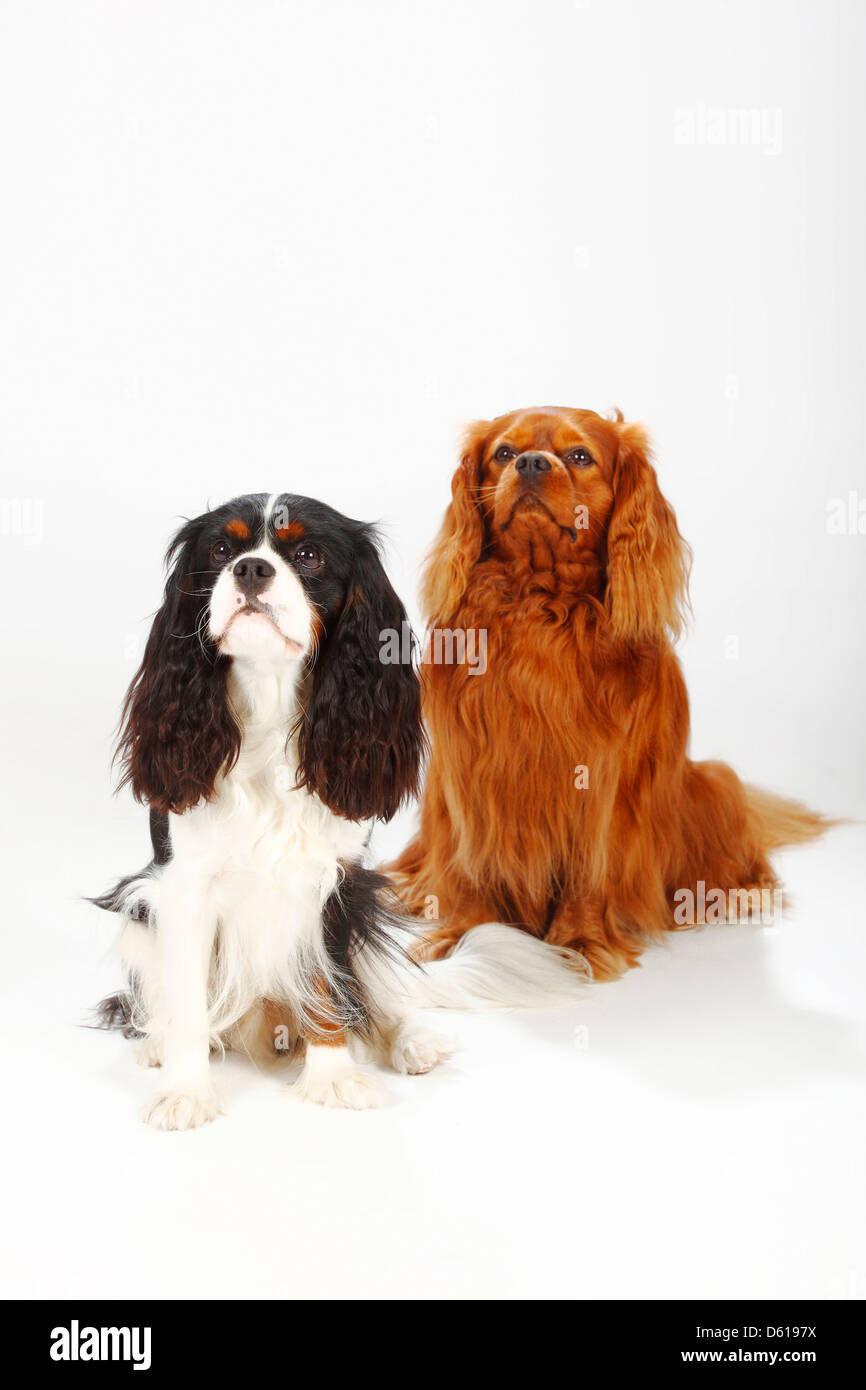 Ruby and tricolour hi-res stock photography and images - Alamy