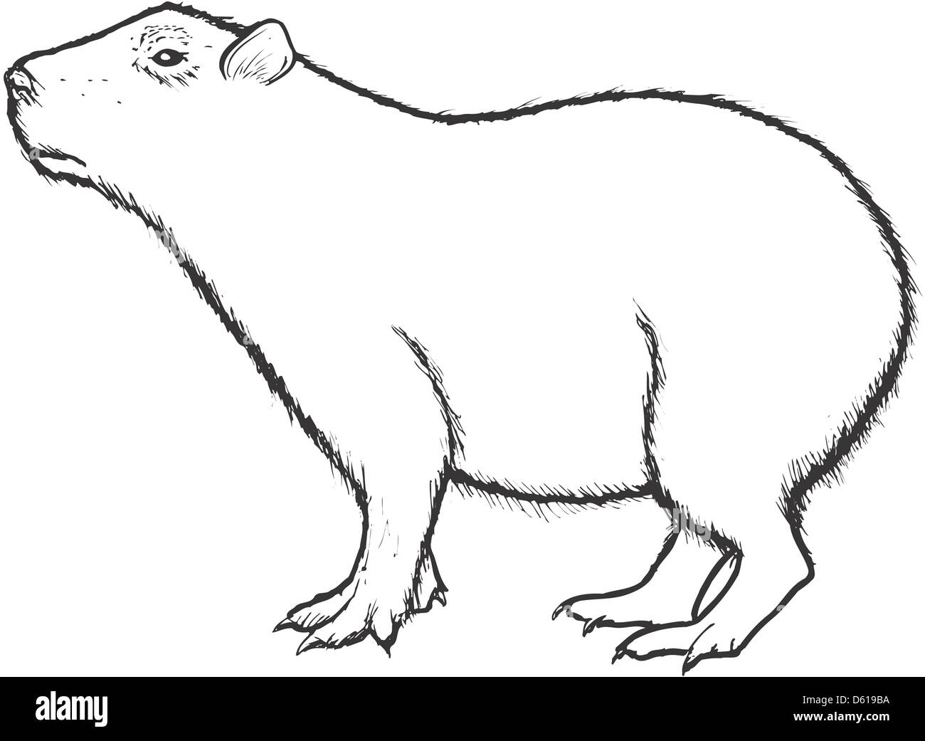 Capybara hydrochoerus capybara Black and White Stock Photos & Images ...