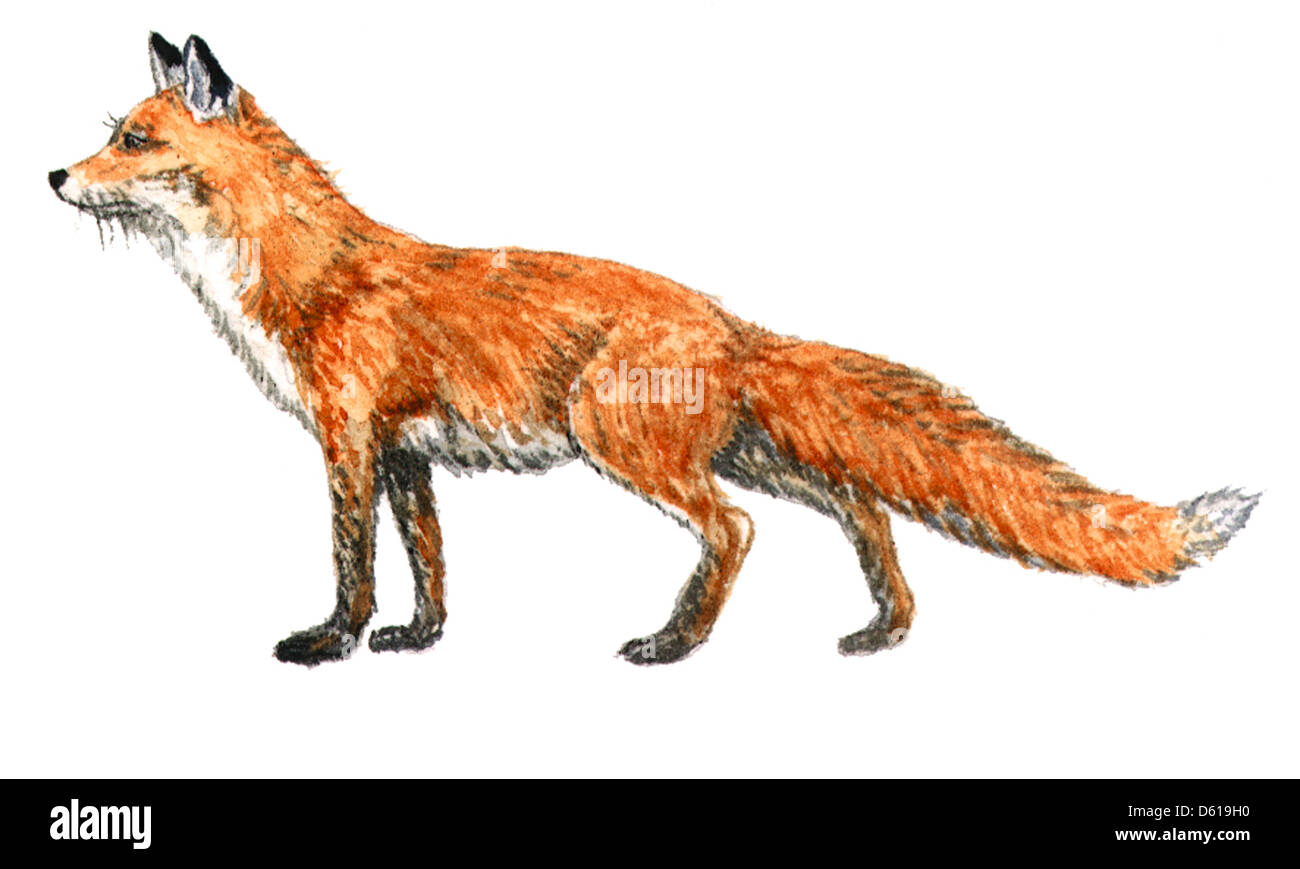 Reynard the fox Cut Out Stock Images & Pictures - Alamy