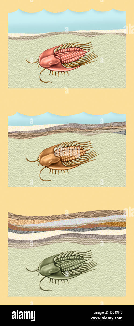 Geology and paleontology hi-res stock photography and images - Alamy