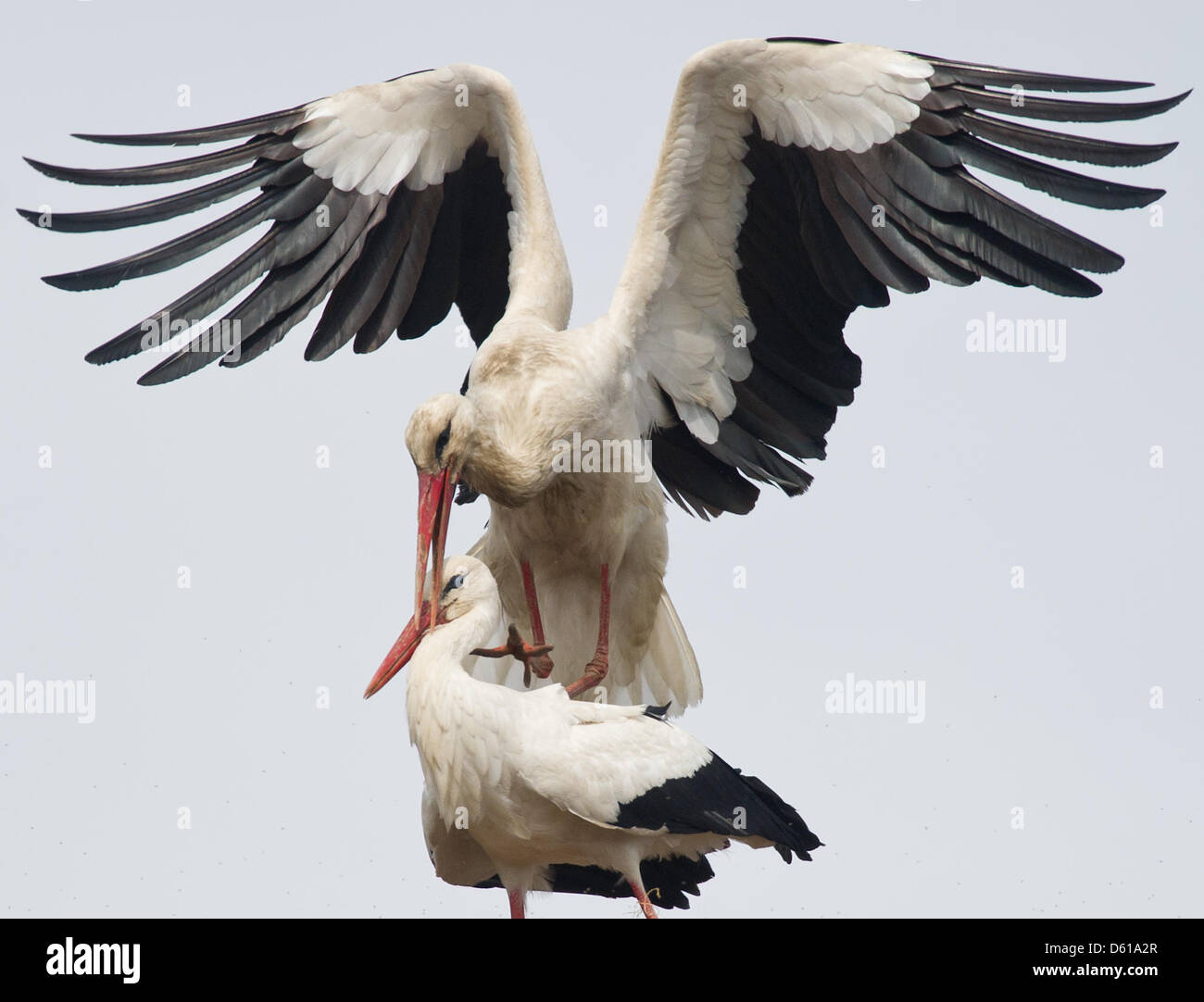 Two White Storks (Ciconia ciconia) mate in their nest in Sieversdorf ...