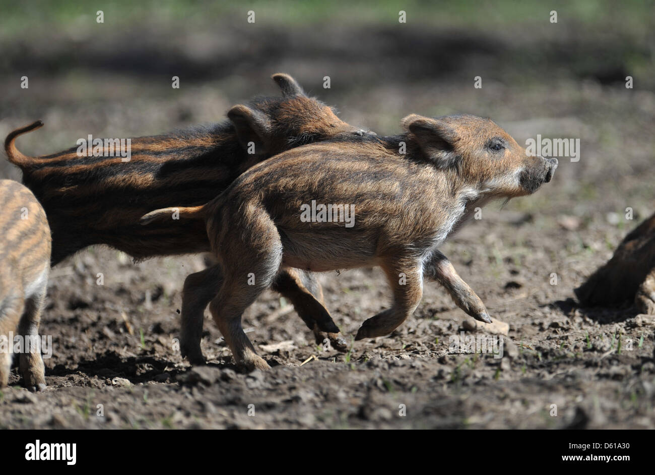 Two wild boar piglets run around their enclosure at Wildlife Park Poing ...