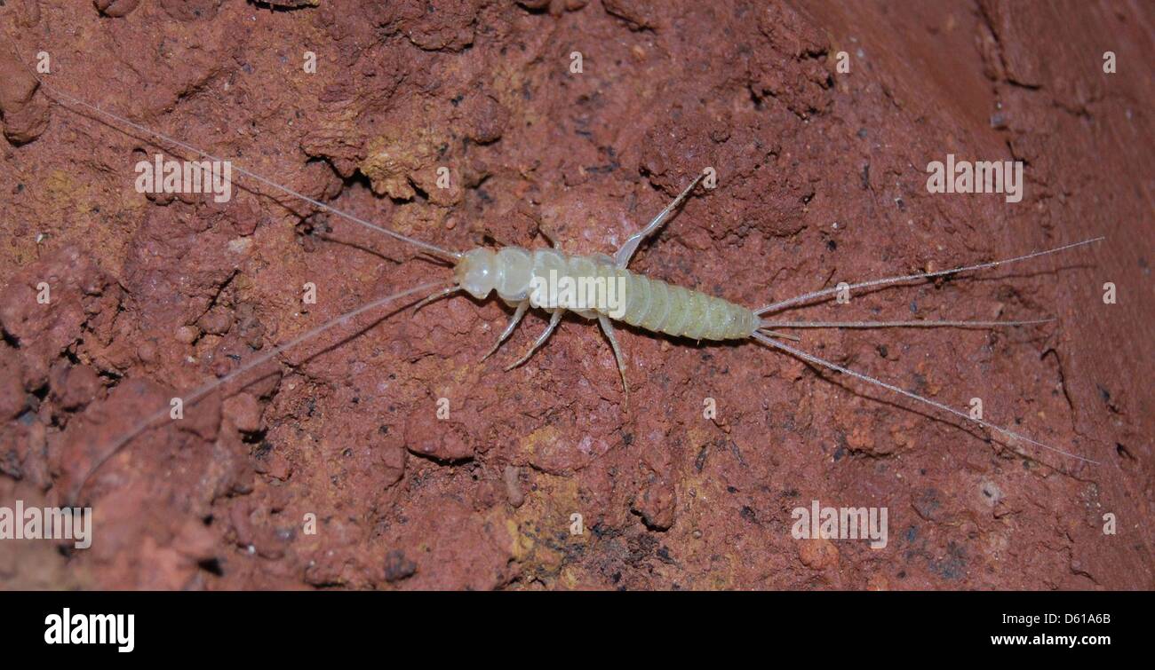 (HANDOUT) An undated handout from the Aveiro University in Lisbon ...