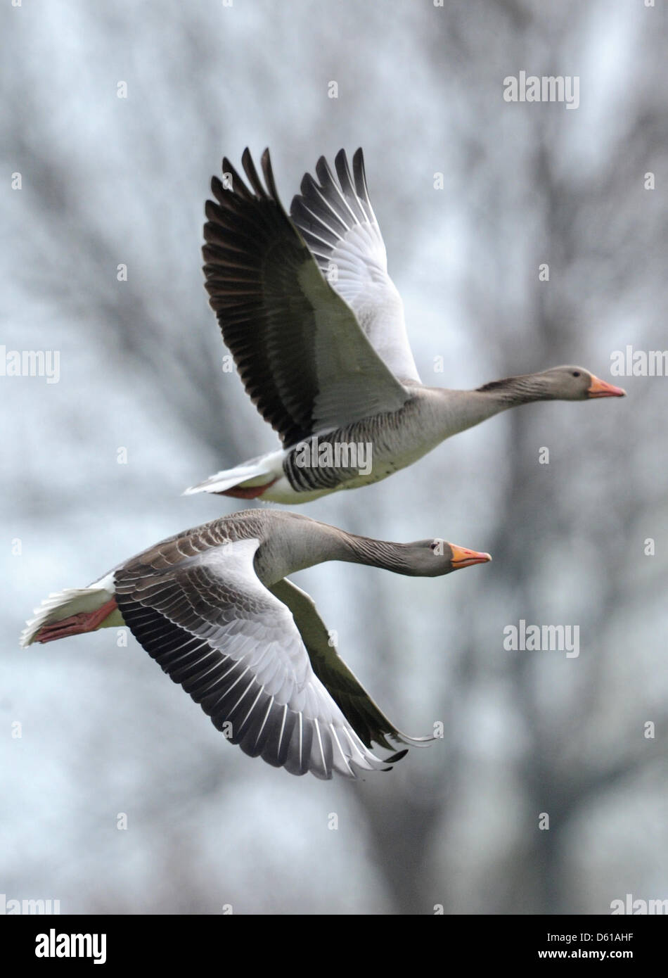 Two wild geese fly across the natural reserve Ilkerbruch near Wolfburg ...