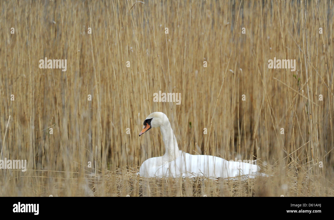A swan breeds at the natural reserve Ilkerbruch near Wolfburg, Germany ...