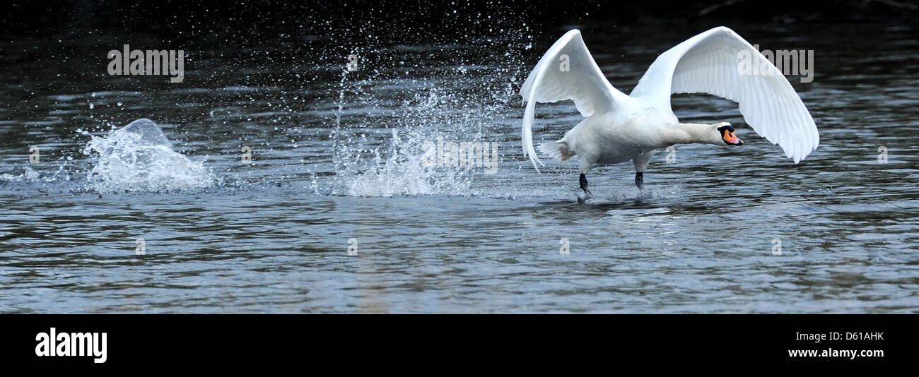 A swan starts to fly at the natural reserve Ilkerbruch near Wolfburg ...