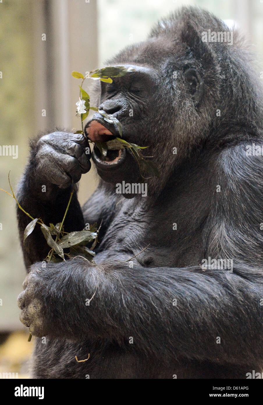 Female gorilla 'Fatou' sits in her enclosure at Berlin Zoo in Berlin ...
