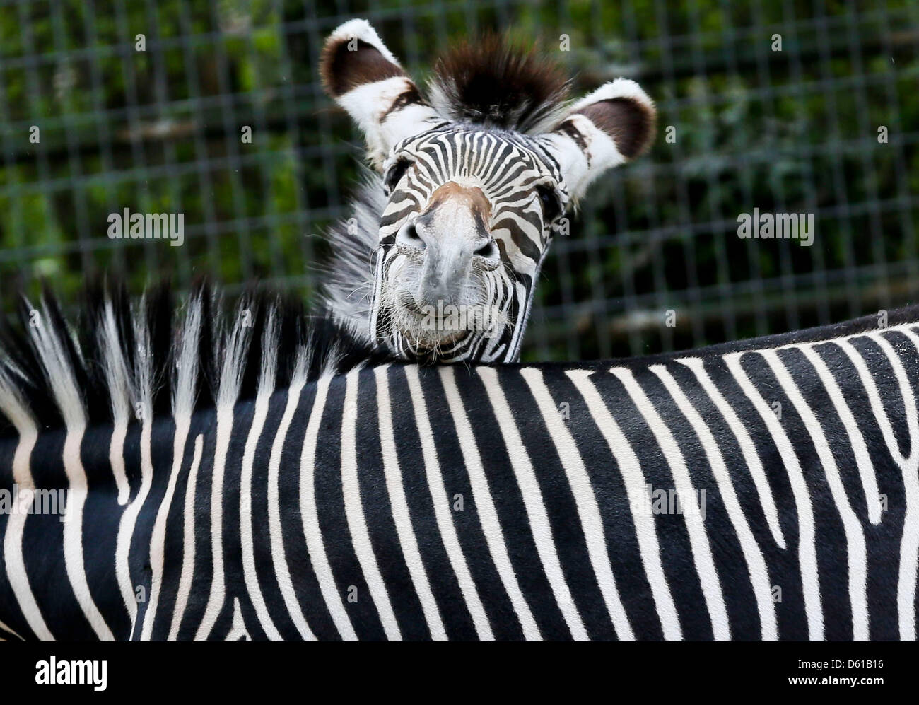 Fellow species hi-res stock photography and images - Alamy