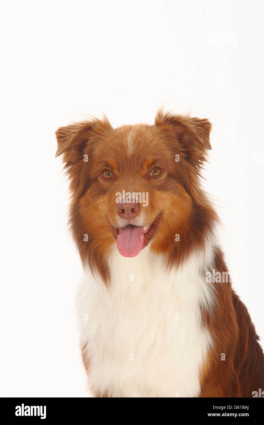 Red tri australian shepherd hi-res stock photography and images - Alamy