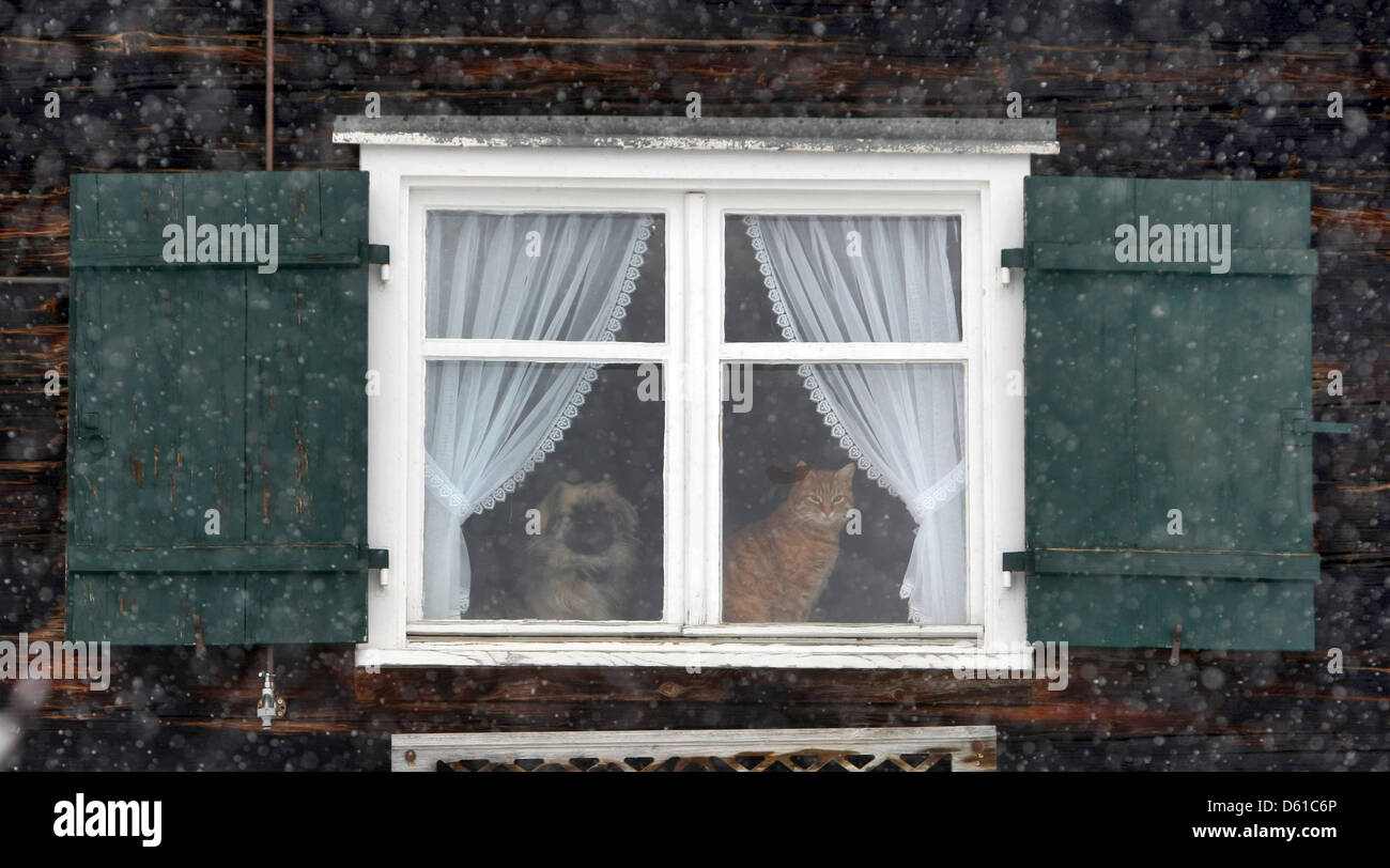 A dog and a cat sit behind a window while snow is falling near ...