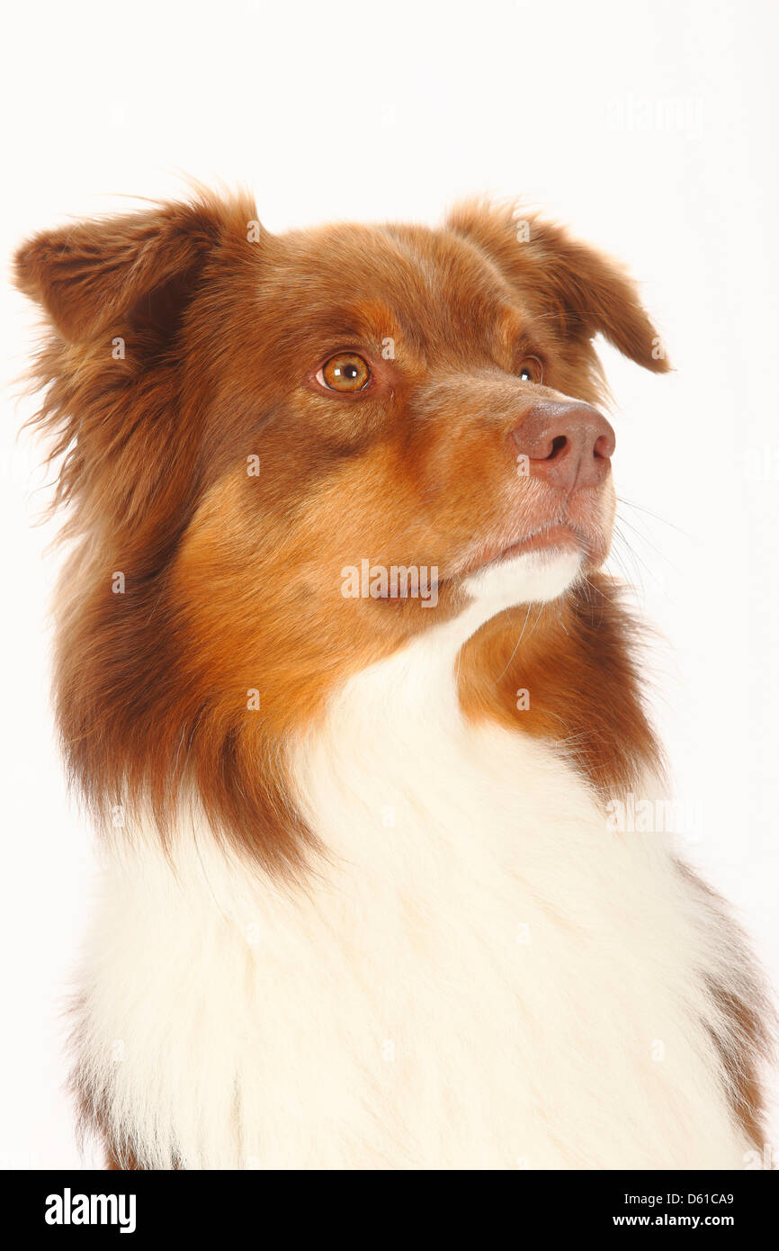 Australian shepherd male dogs red tri hi-res stock photography and ...
