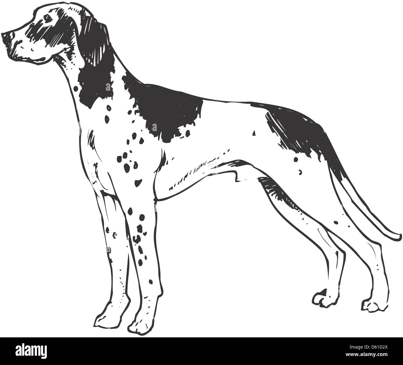 English pointer dog Cut Out Stock Images & Pictures - Alamy