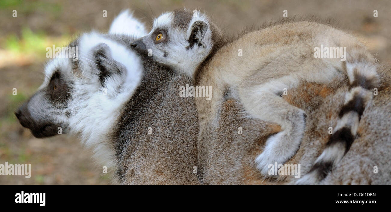 One of the five-week old lemur twins climbs on its mother "Cleo" at the ...