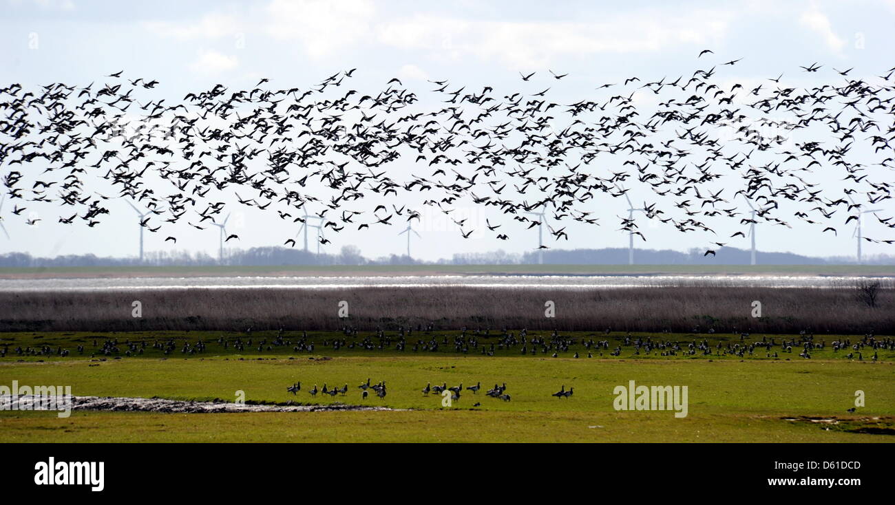 Wild geese fly across the salt meadows near Neufeld, Germany, 16 April ...