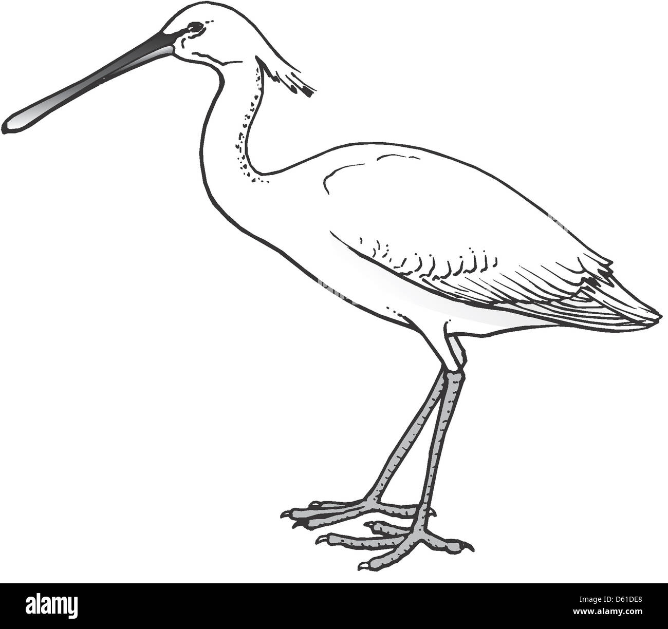 Spoonbill Cut Out Stock Images & Pictures - Alamy
