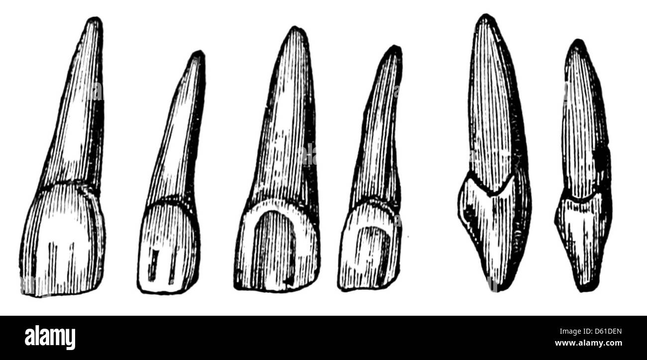 A manual on extracting teeth (1868 Stock Photo - Alamy