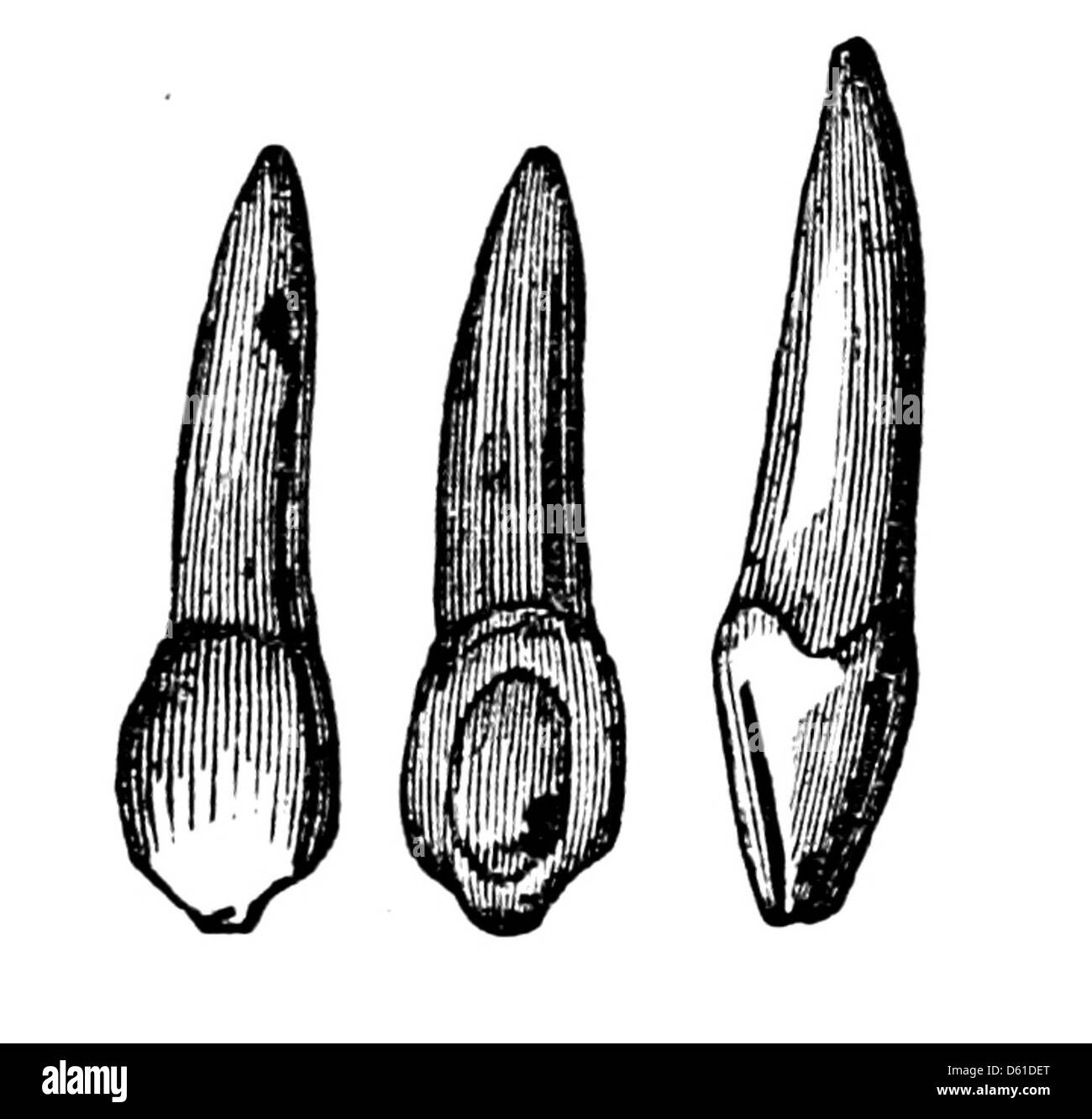 Dental treatment process Black and White Stock Photos & Images - Alamy