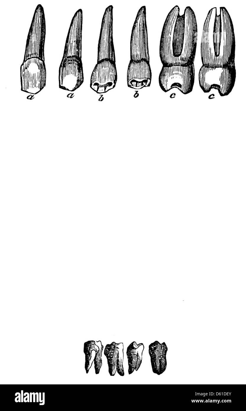 A manual on extracting teeth (1868 Stock Photo - Alamy