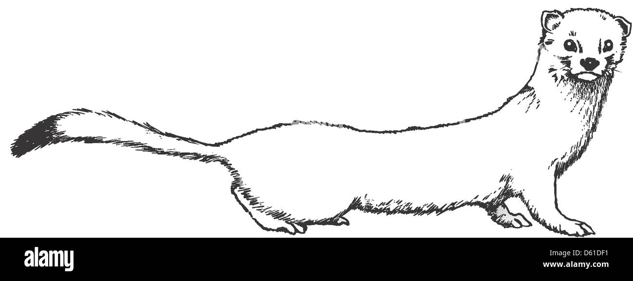 Stoat with Black and White Stock Photos & Images - Alamy