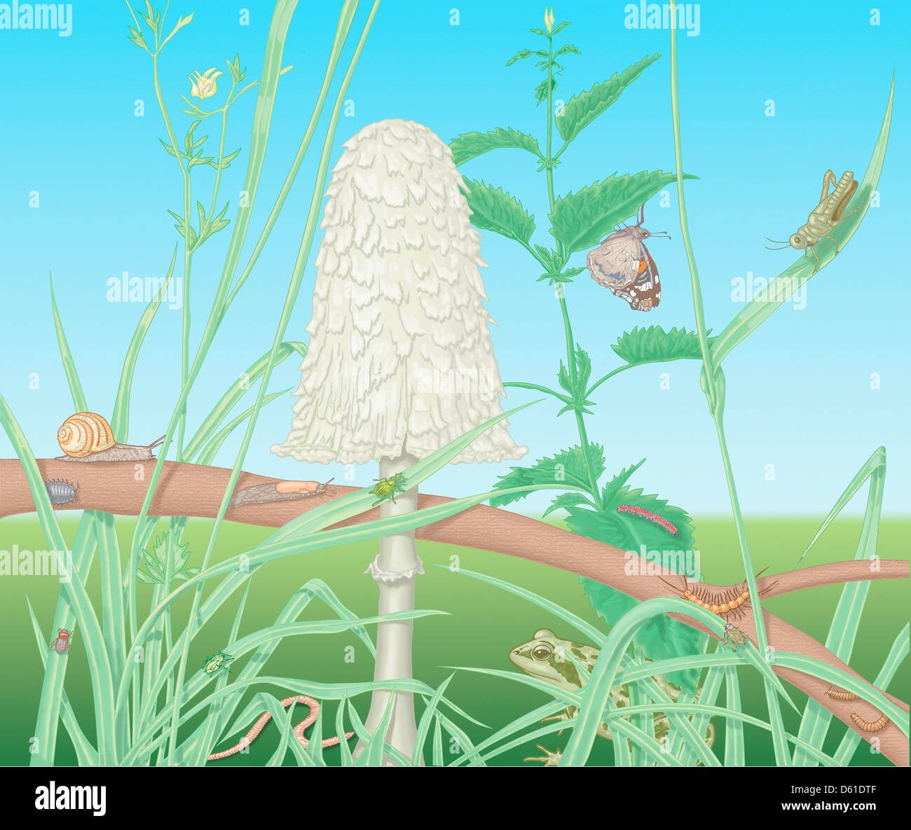 Wild life scene Stock Photo - Alamy