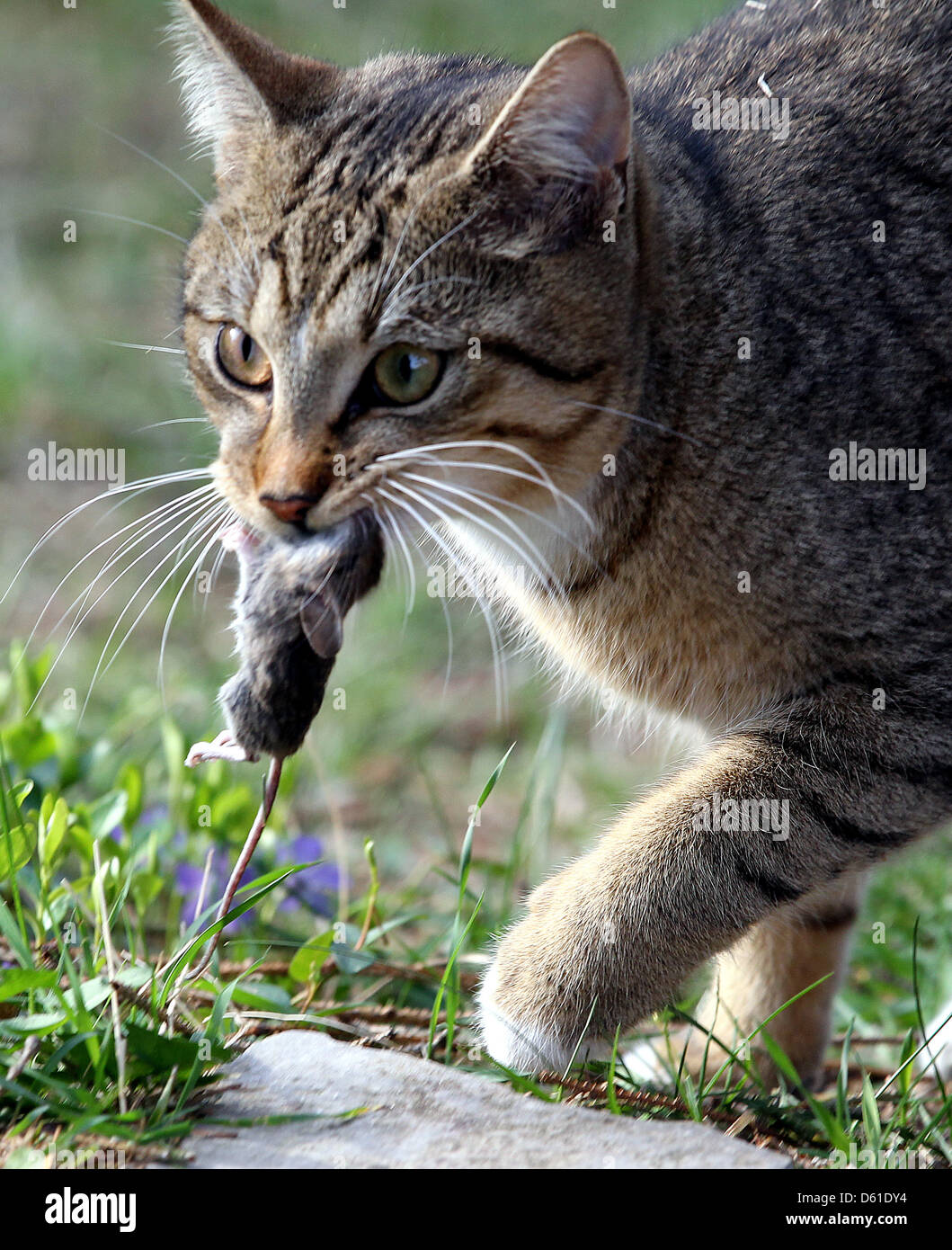 A cat "plays" with its catch, a mouse, in a garden in Berlin, Germany ...