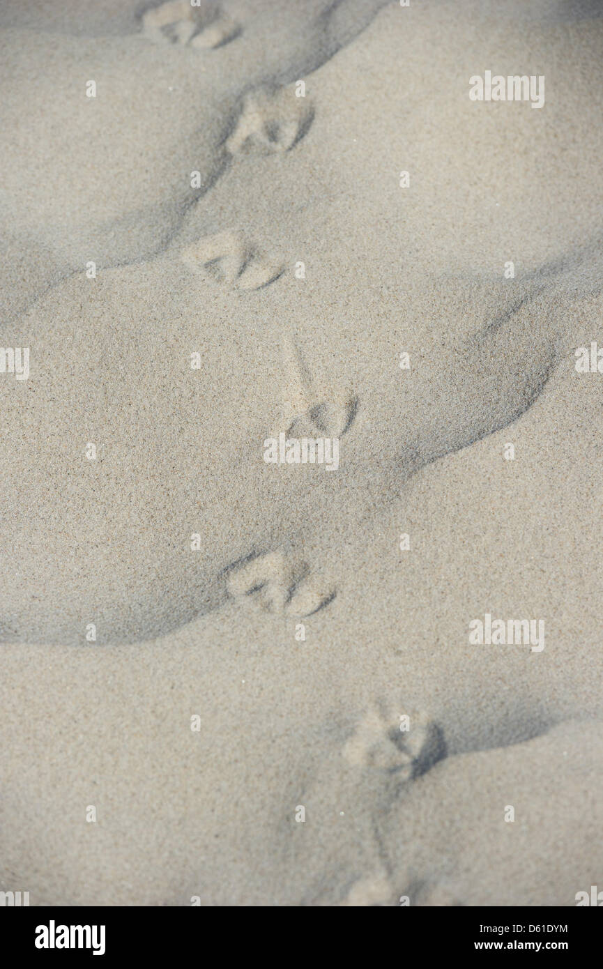 Seagull tracks are pictured in the sand on the beach on Usedom Island ...